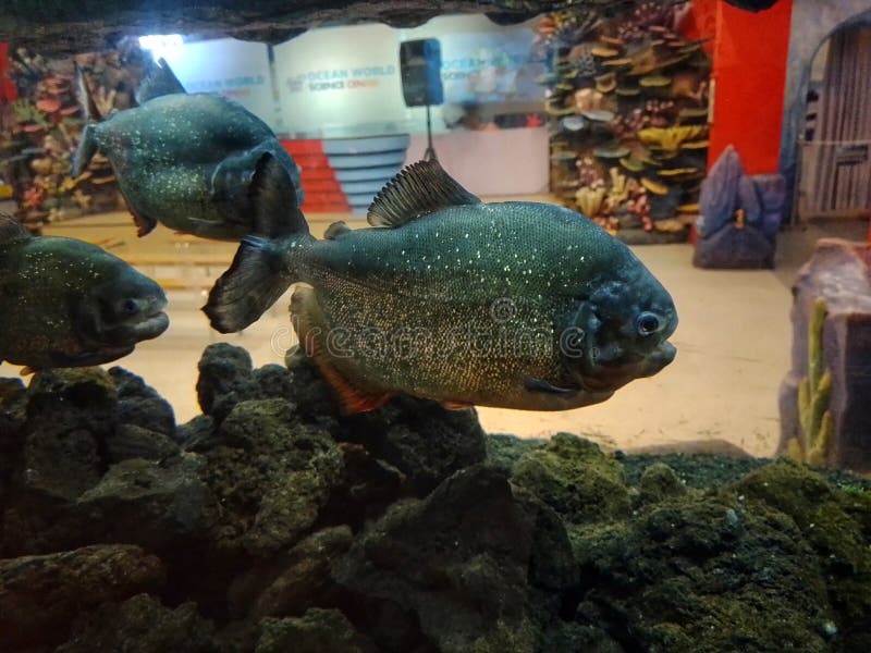 A Piranha Fish in an Aquarium Stock Image - Image of marine, piranha ...