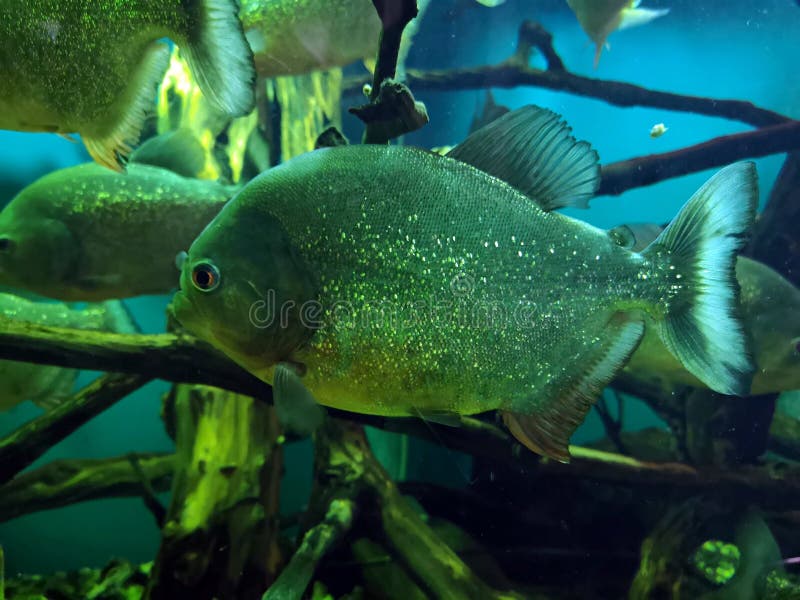 Piranha fish stock image. Image of colorful, fishing - 160320029