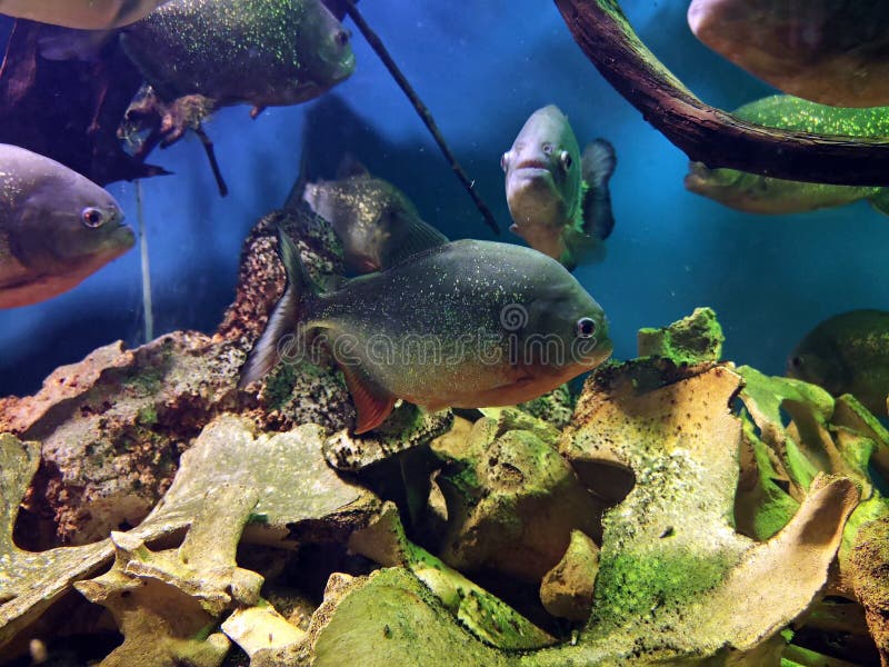 Piranha fish stock photo. Image of amazonia, exotic - 160320096