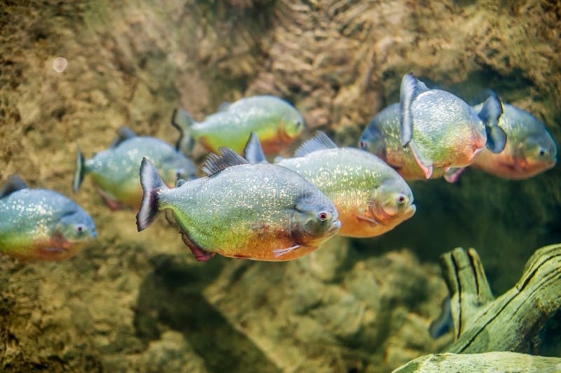 Piranha Fish in an Aquarium Stock Photo - Image of aquarium, macropomum ...