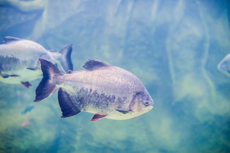 Piranha Fish in an Aquarium Stock Photo - Image of hobby, macropomum ...
