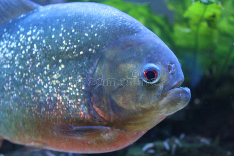 Piranha fish stock photo. Image of floating, watching - 59076364