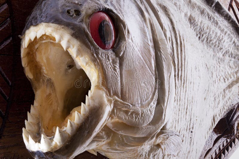 Piranha fish close up stock image. Image of piranhas - 24062601