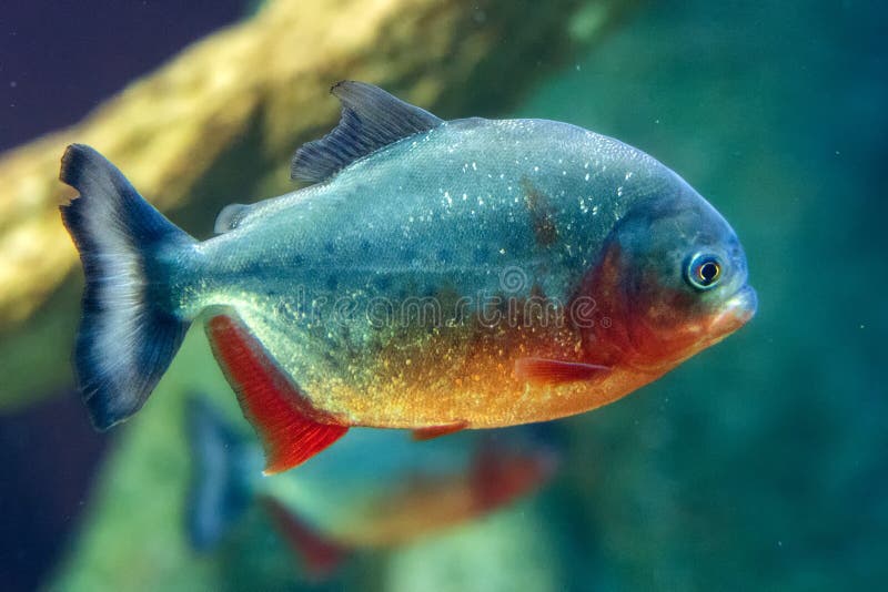 Piranha Fish Close Up Underwater Stock Image - Image of danger, teeth ...