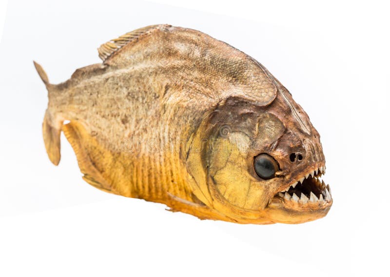 3,001 Piranha Fish Stock Photos - Free & Royalty-Free Stock Photos from ...