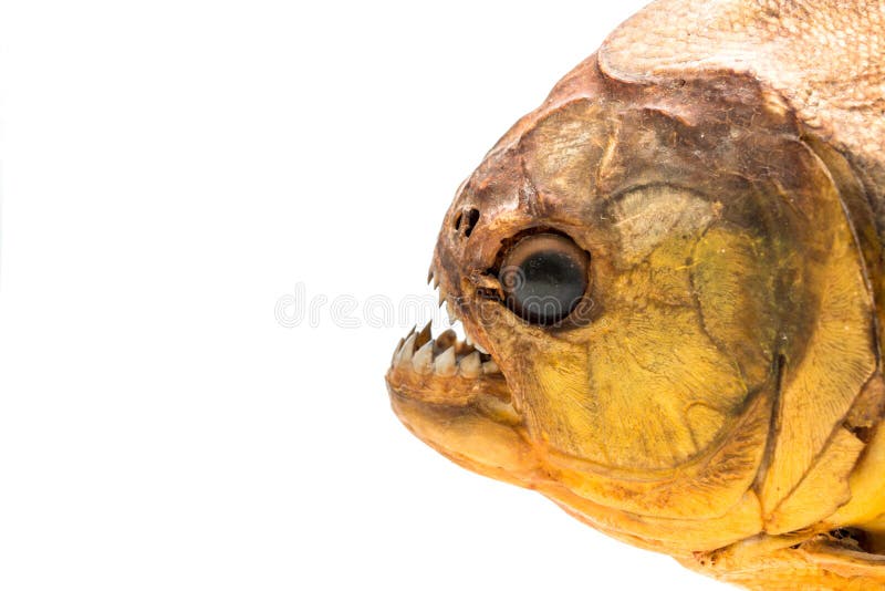 Dreadful fish stock photo. Image of unlovely, ocean, plants - 11702346