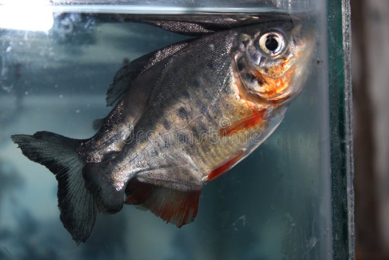 Piranha Fish stock photo. Image of fish, 720p, 1020, piranhas - 98663156