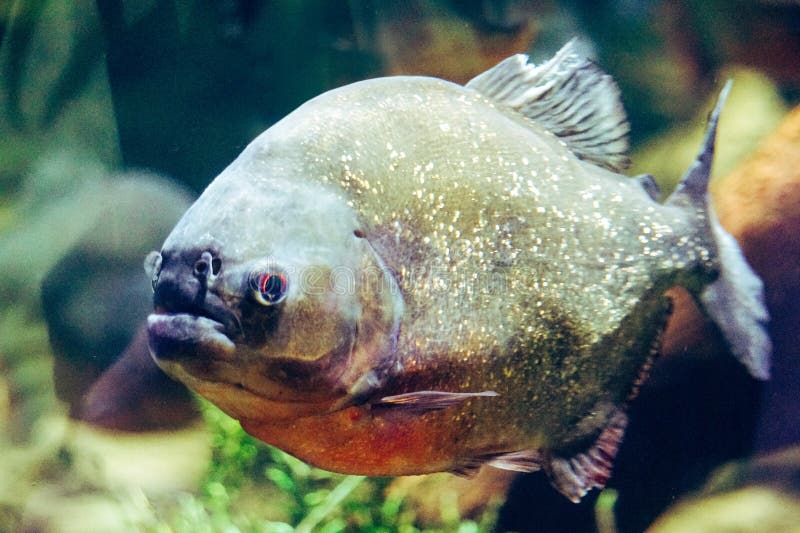 Piranha fish - side view stock image. Image of underwater - 206882253