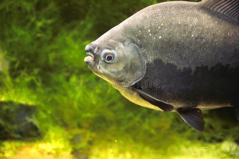 Piranha Fish In Aquarium,raptor Pish Stock Photo - Image of carnivorous ...