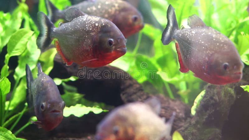 Freshwater Fish Swimming Near Green Algae Stock Video - Video of stream ...