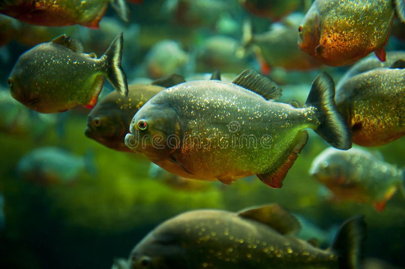 Detail of big piranha stock image. Image of water, creature - 20334613
