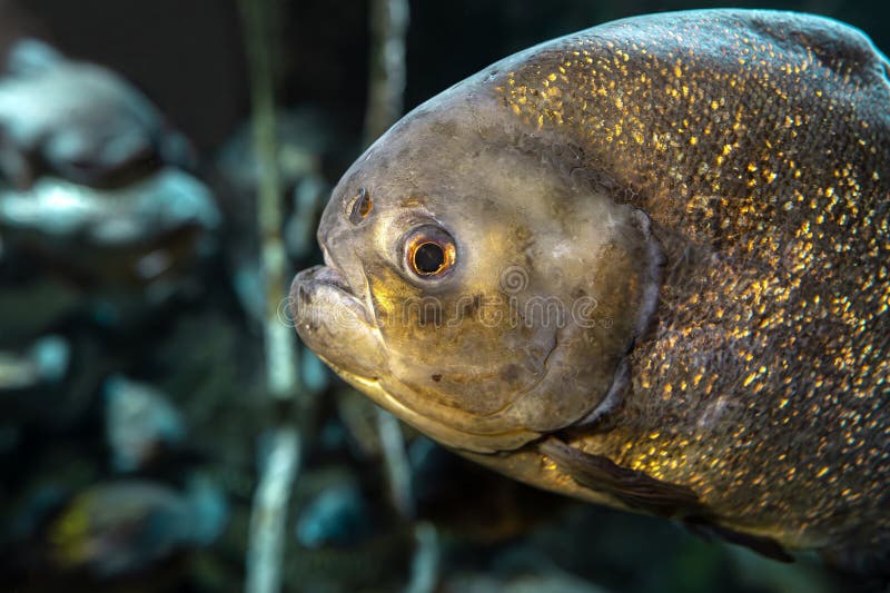 Piranha stock image. Image of amazon, embalmed, brazil - 305914219