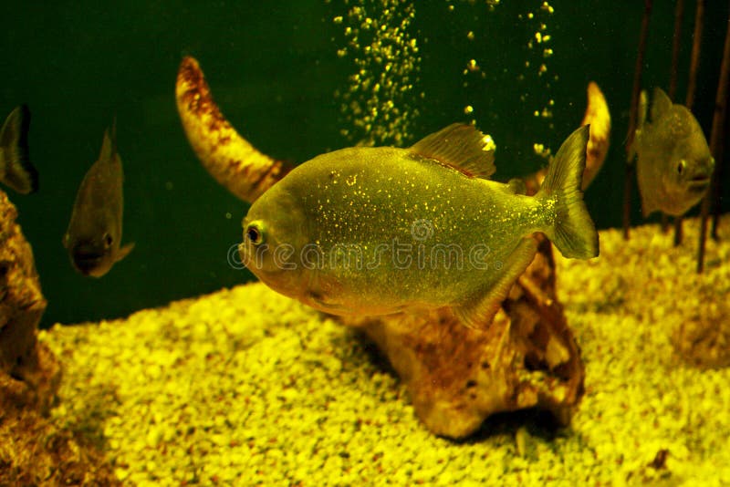 Piranha stock photo. Image of green, eyes, exotique, danger - 61058262