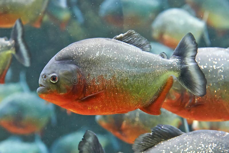 Piranha Rouge (nattereri De Pygocentrus) Photo stock - Image du ...