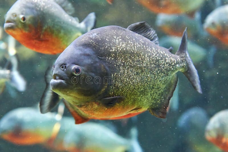 Piranha Rouge (nattereri De Pygocentrus) Image stock - Image du gonflé ...