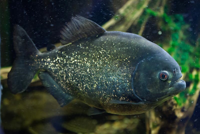 Gros Plan De Piranha Pygocentrus Nattereri De Domestiques Dans Les ...