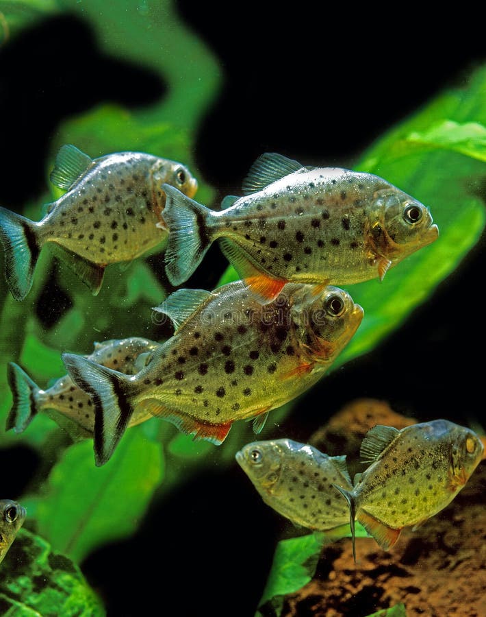 Red Piranha (Serrasalmus Nattereri) Stock Image - Image of ornamental ...