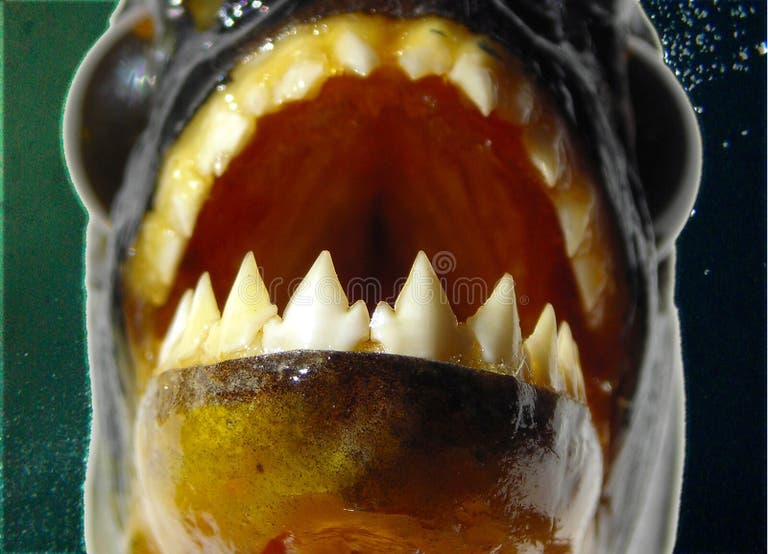Piranha - Teeth closeup stock photo. Image of scuba, river - 1383006