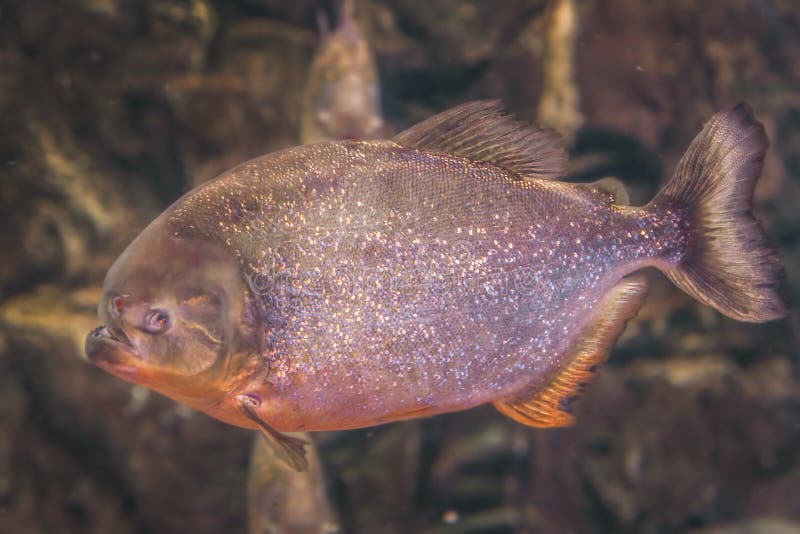 Piranha U. X28; Pygocentrus-piraya& X29; Stockfoto - Bild von leben ...