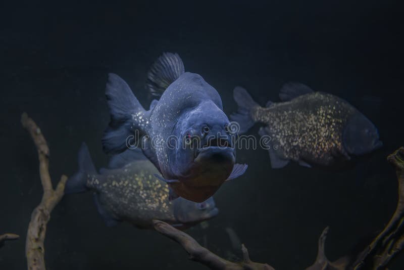 Piranha Underwater. Dangerous Piranhas Fish in Dark Water Stock Image ...