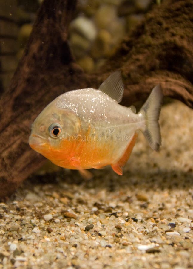 Piranha in the water stock image. Image of blue, flipper - 13492995