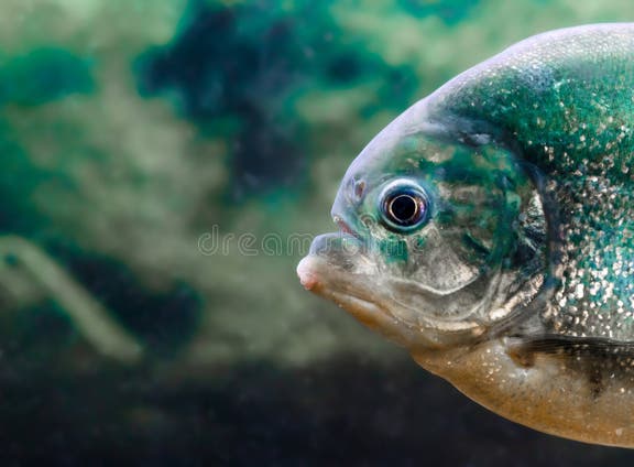 Piranha in the Water Close Up Stock Photo - Image of marine, piranha ...