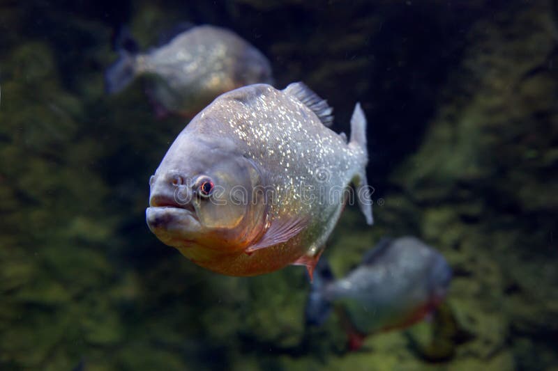 Piranhafisksvart PACU fotografering för bildbyråer. Bild av värld ...
