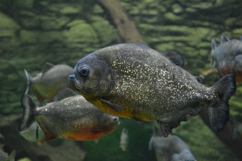 Piranhas in the Aquarium. Piranha Closeup Stock Image - Image of leaf ...