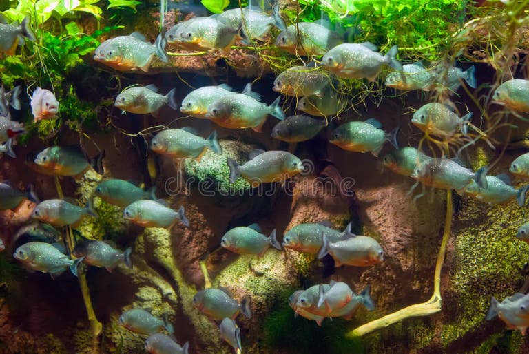 Piranhasfisk arkivfoto. Bild av grupp, fena, djupt, anhydrous - 44907148