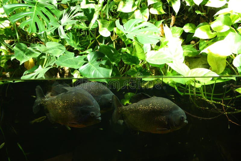 Pirania obraz stock. Obraz złożonej z podwodny, akwaria - 5221739