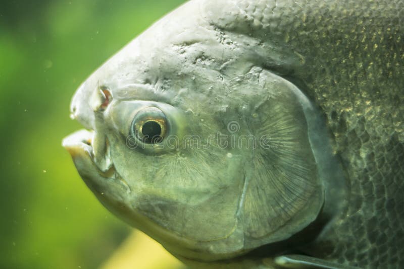 Pacu Rouge-gonflé photo stock. Image du poissons, brazil - 106174414