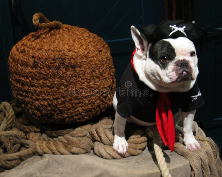 Pirate Dog stock image. Image of wrinkles, black, french - 7002645