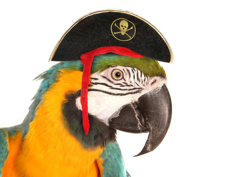 Pirate Bird