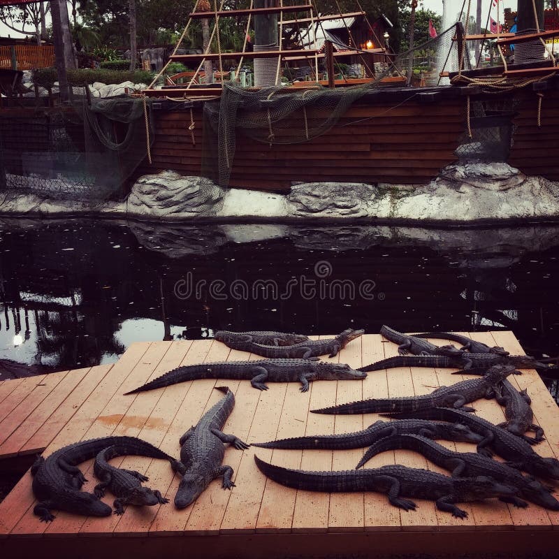 Pirate ship and alligators stock image. Image of water - 54282993