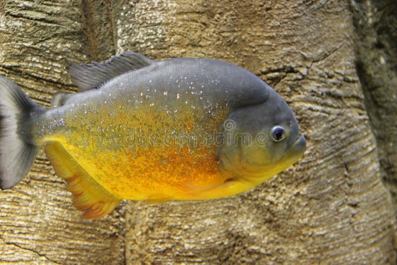 Piraya De Pygocentrus De Piranha De San Francisco Image stock - Image ...