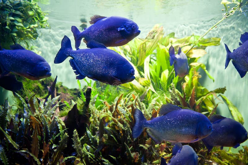 Piraya Piranha stock image. Image of decoration, multi - 28672999