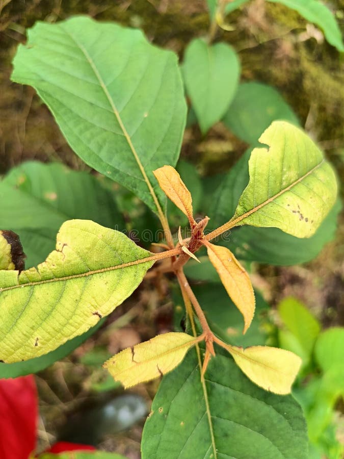 Pirdot Plant Stock Photos - Free & Royalty-Free Stock Photos from ...