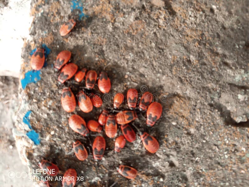 Pirrhocoris Apterus Insecto De Bicho Rojo. Belleza Natural. Foto de ...