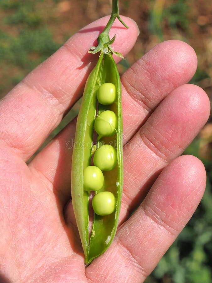 Pis del verde foto de archivo. Imagen de fondo, objetos - 67758620