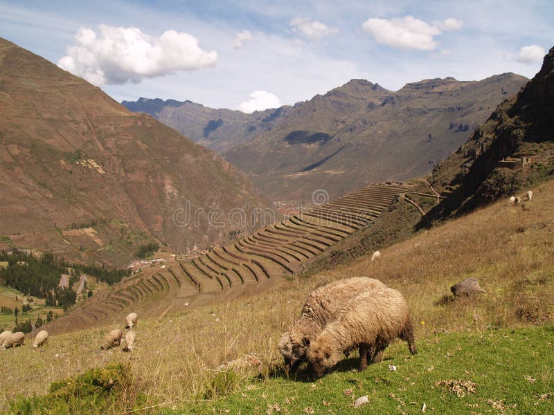 Pisac, Peruvian Terraced Lands Stock Photo - Image of landmark, green ...