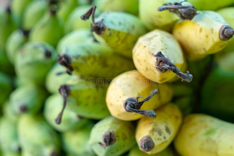Pisang Awak banana stock photo. Image of vegetable, asia - 134908948