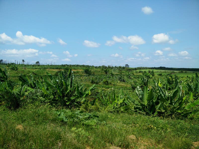 Pisang Pokok hutan стоковое изображение. изображение насчитывающей сад ...