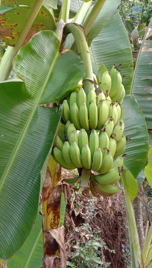 Manis Sekali Stock Photos - Free & Royalty-Free Stock Photos from ...