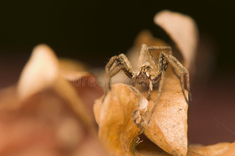 Pisaura mirabilis stock image. Image of arthropod, creep - 21448781