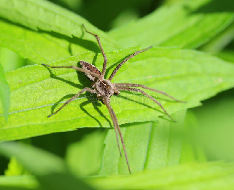 Pisaura mirabilis stock image. Image of macro, plant - 24755431