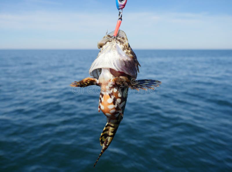 Piscatorius Del Lophius De Los Pescados De Mar Imagen de archivo ...