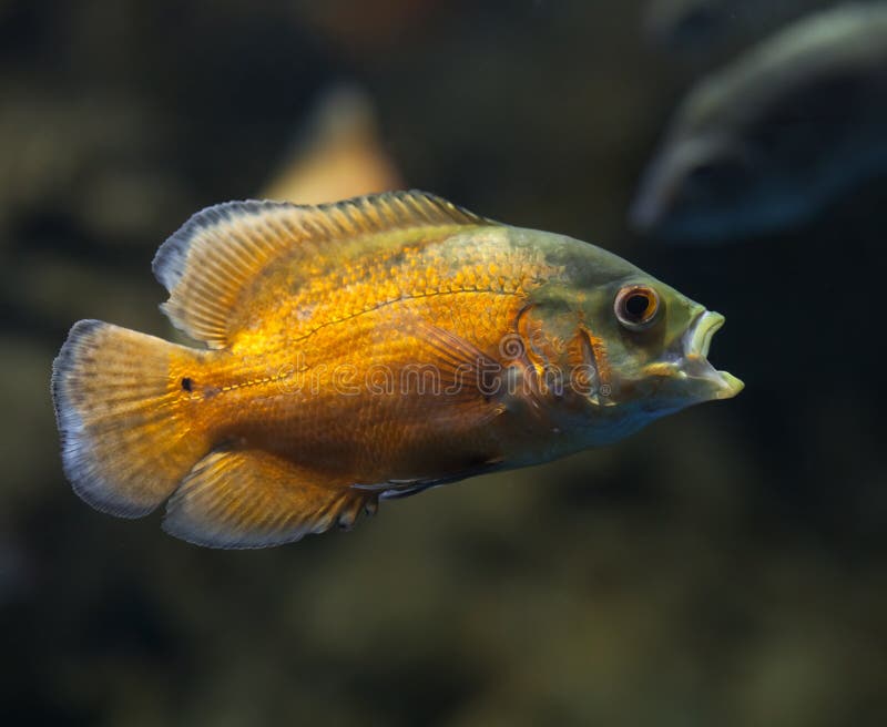 Poissons Oscar Photos Stock - Téléchargez 346 Photos libres de droits