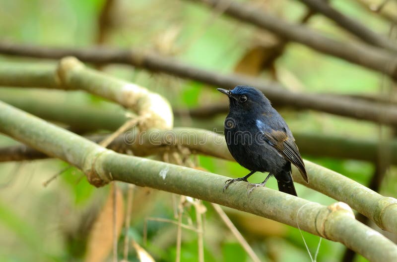 Pisco De Peito Vermelho Branco-atado Macho Imagem de Stock - Imagem de ...