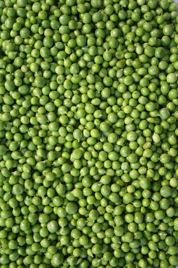 Piselli immagine stock. Immagine di cuoco, foto, fagioli - 1909203