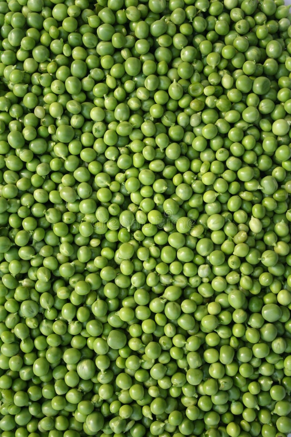 Piselli immagine stock. Immagine di cuoco, foto, fagioli - 1909203